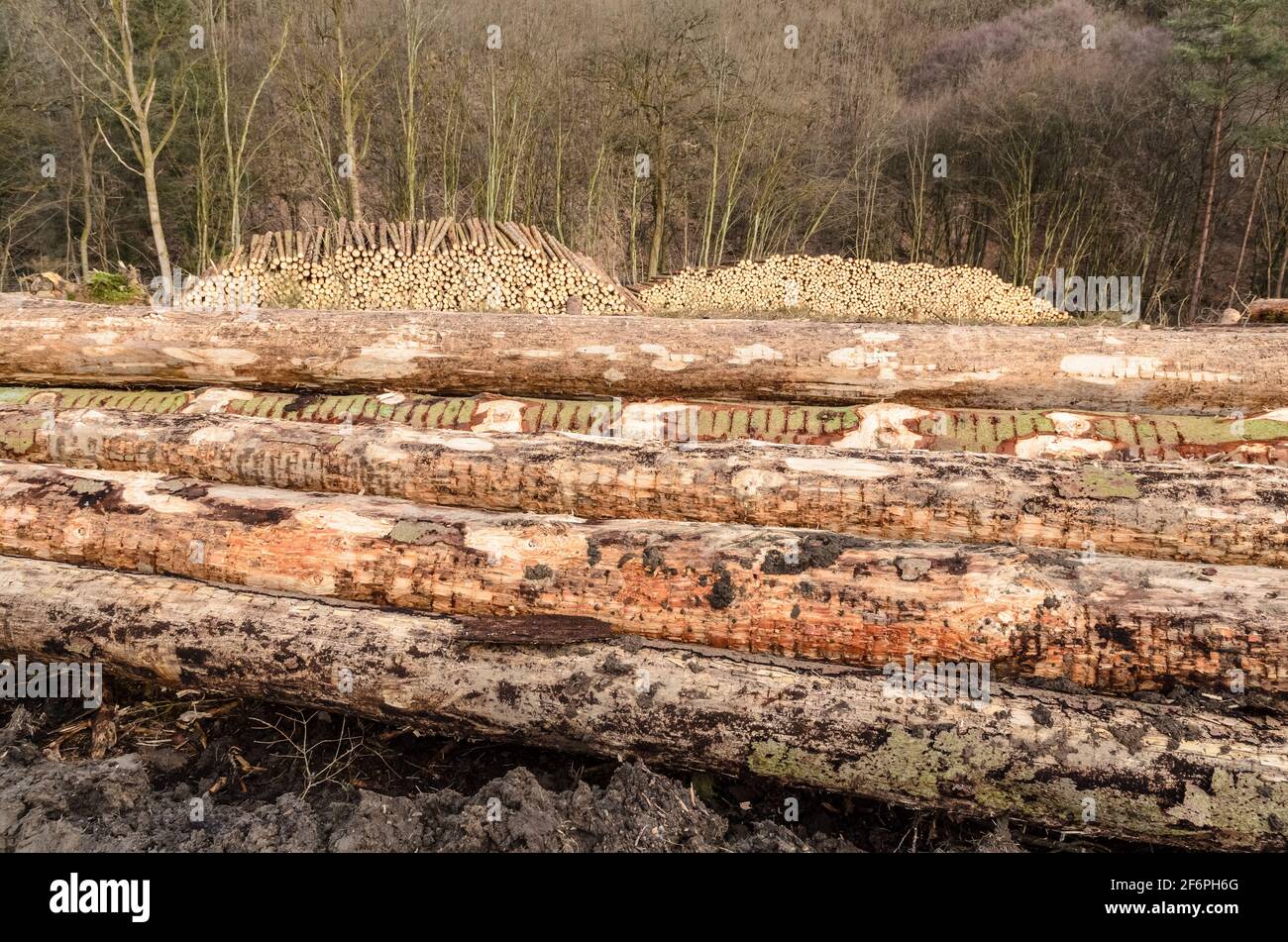 Lumberyard or logging site with piles of felled trees or log trunks ...