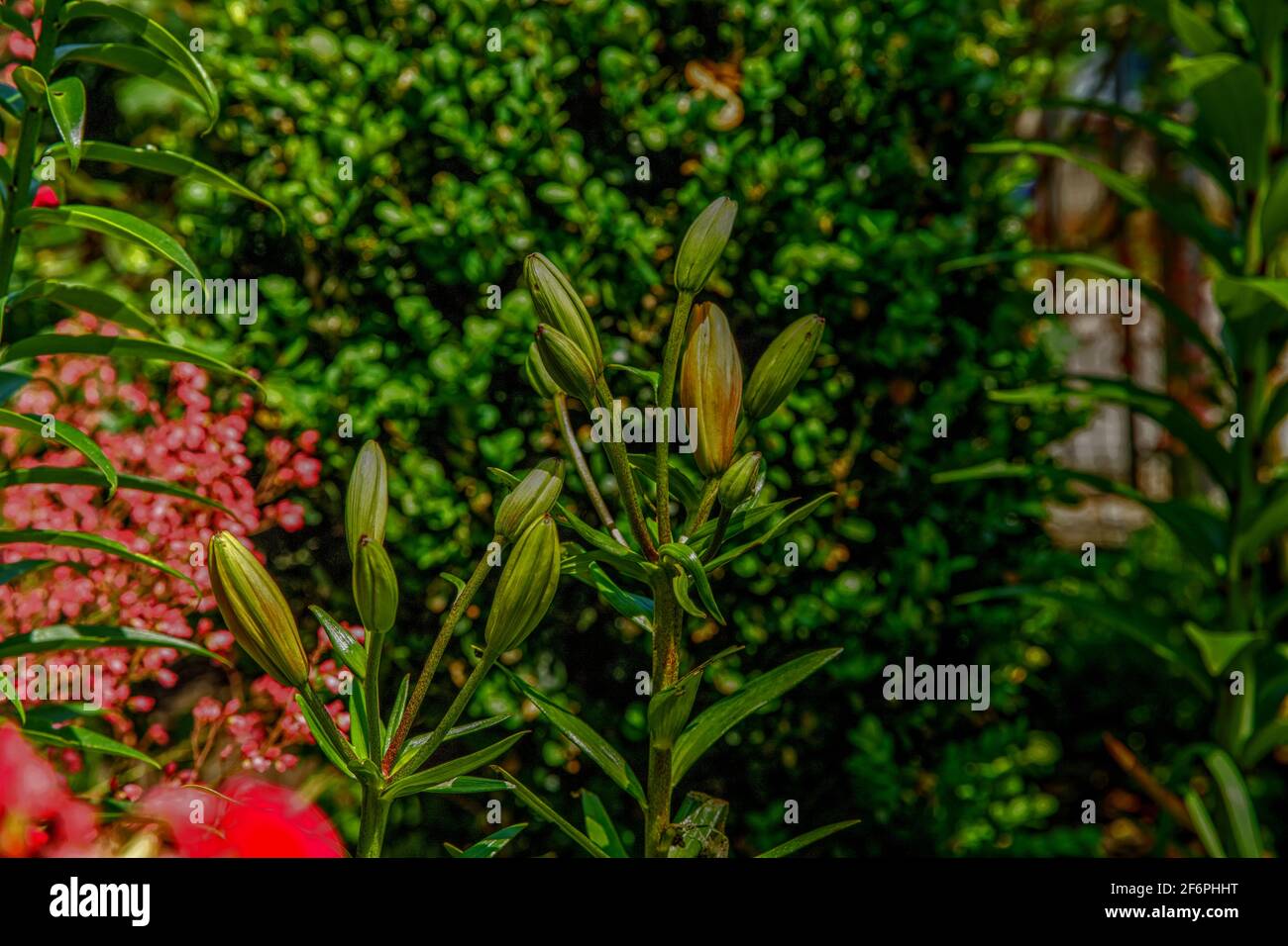 Lily buds that bloom in the botanical garden in summer Stock Photo - Alamy