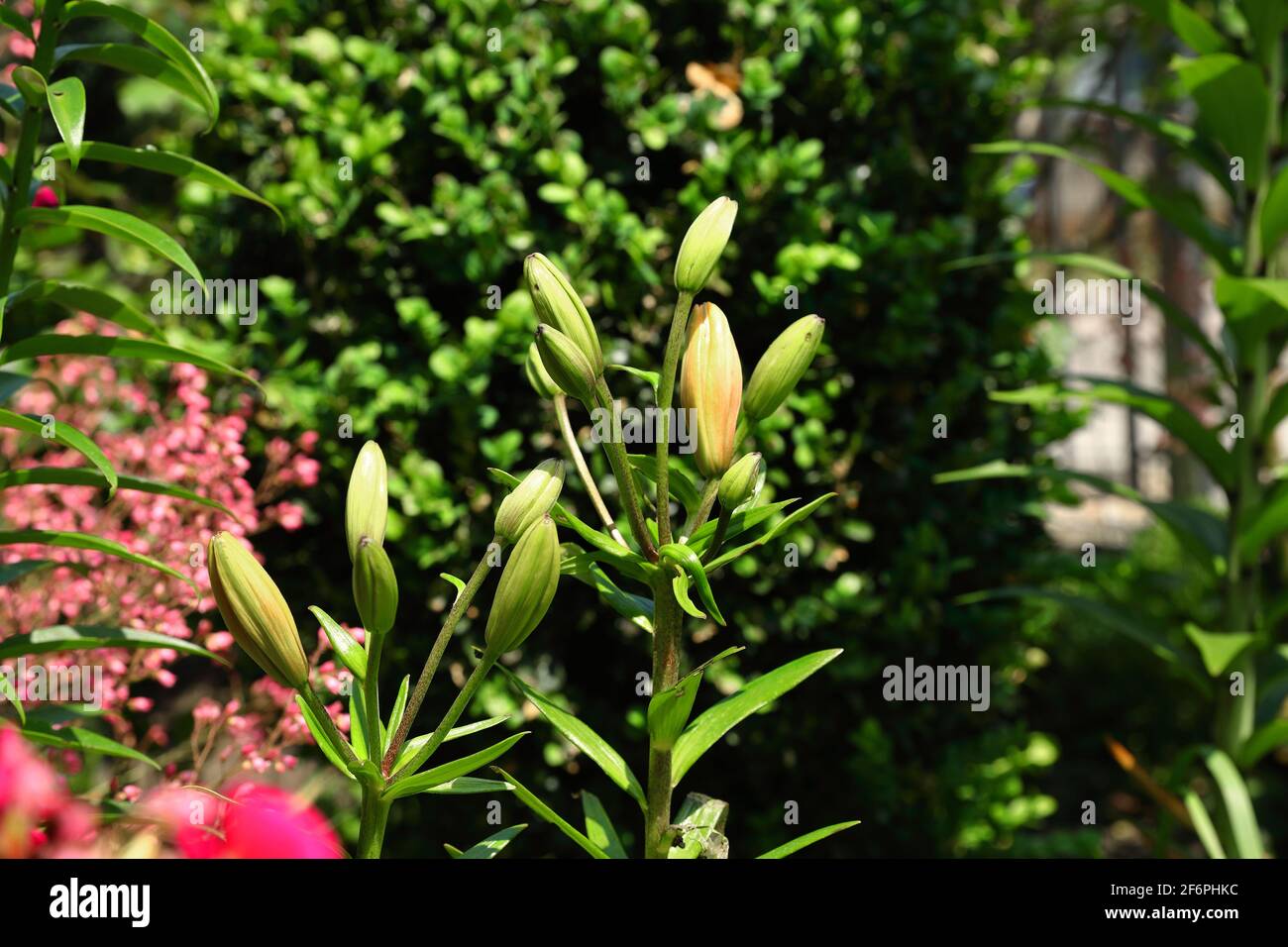 Lily buds that bloom in the botanical garden in summer Stock Photo - Alamy