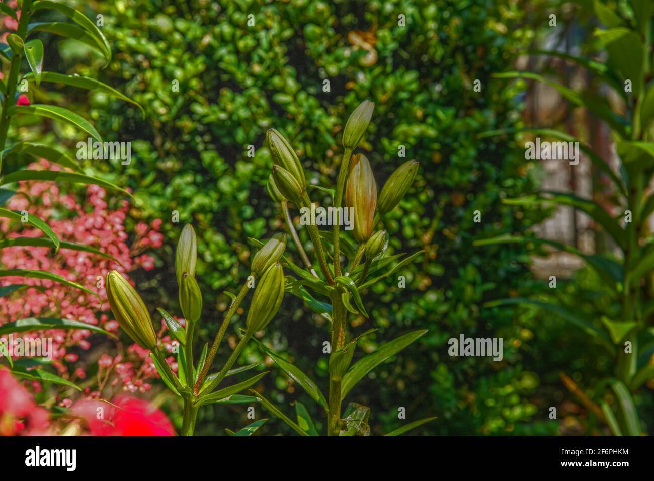 Lily buds that bloom in the botanical garden in summer Stock Photo - Alamy