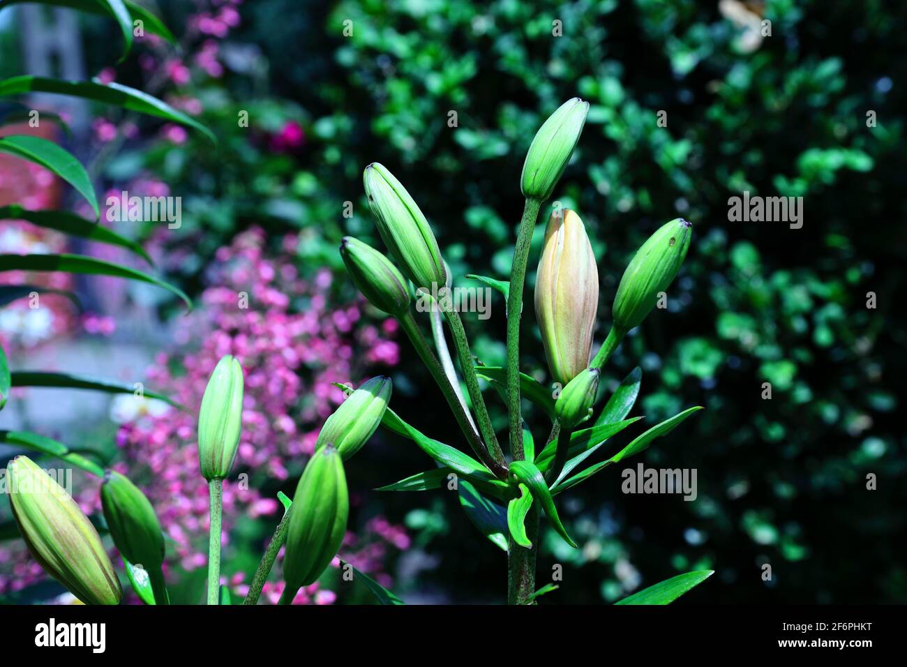 Lily buds that bloom in the botanical garden in summer Stock Photo - Alamy