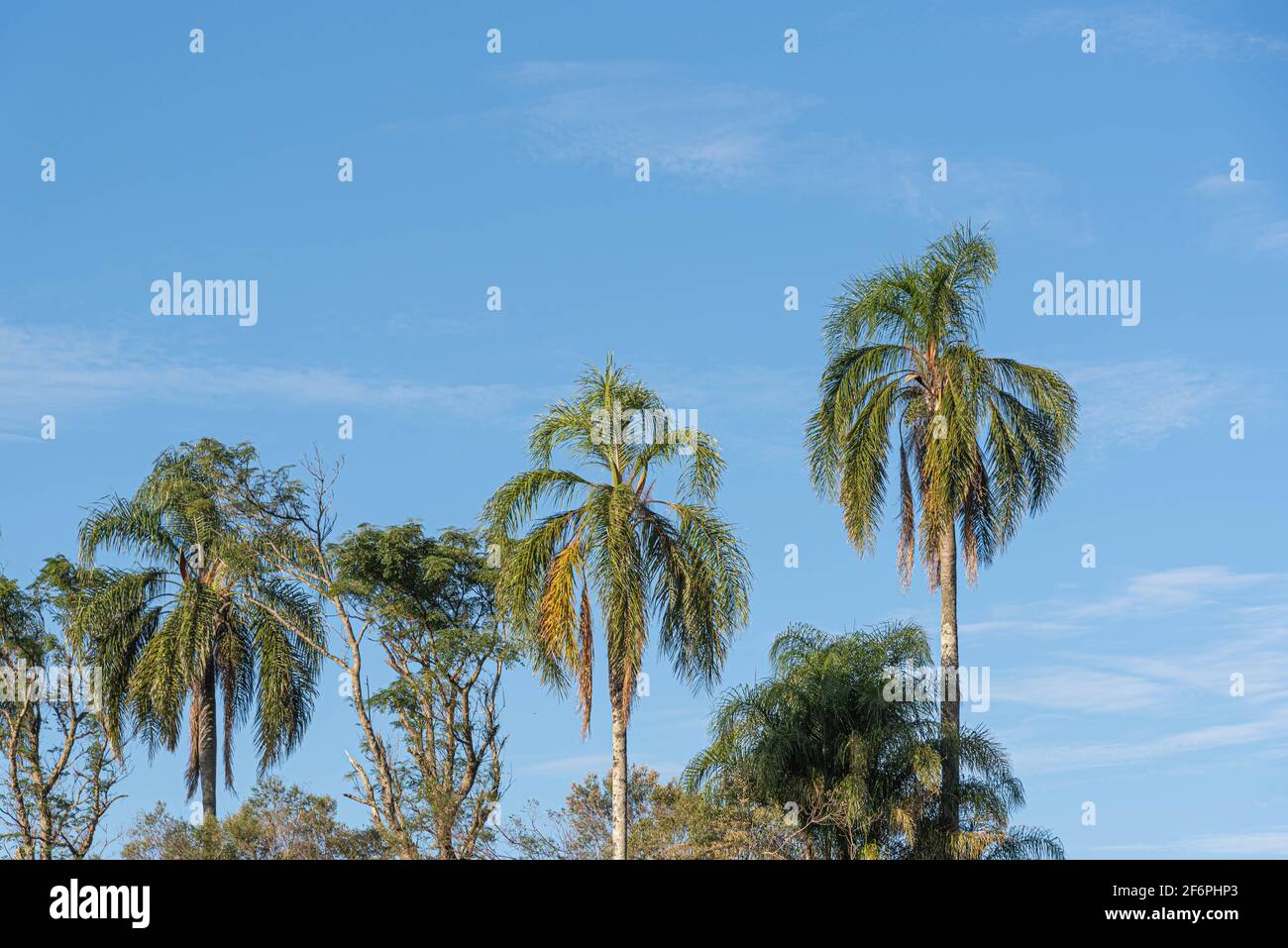 Palm syagrus romanzoffiana hi-res stock photography and images - Alamy