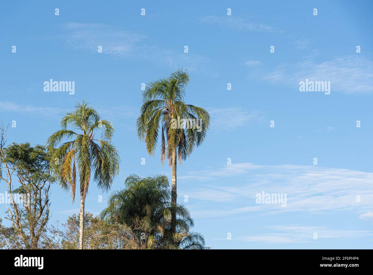 Jerivá palm (Syagrus romanzoffiana) and the blue horizon in the ...