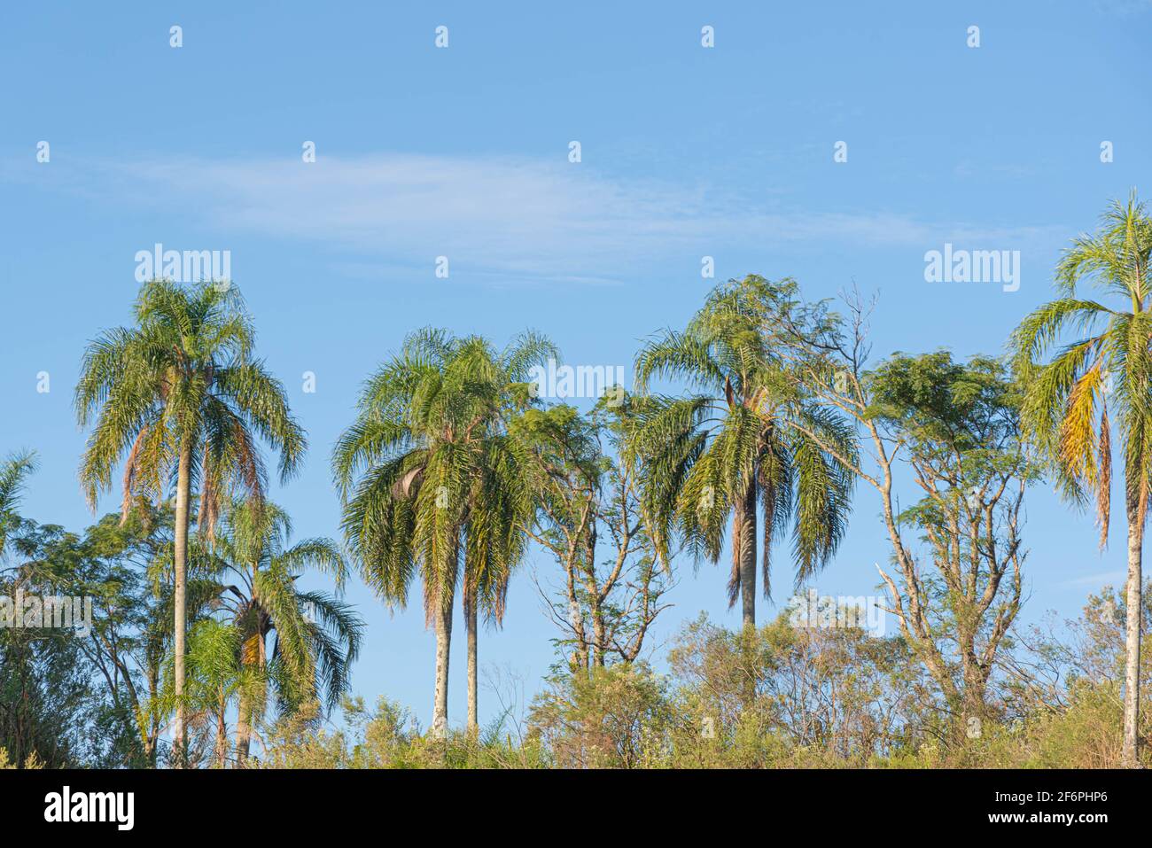 Jerivá palm (Syagrus romanzoffiana) and the blue horizon in the ...