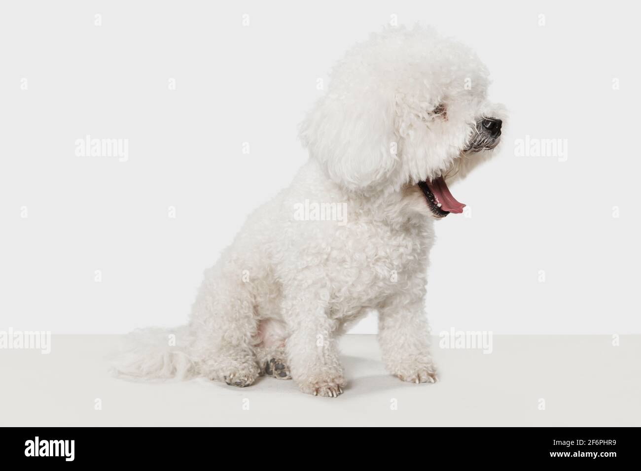 Portrait of Little cute dog Bichon Frise isolated over white background ...