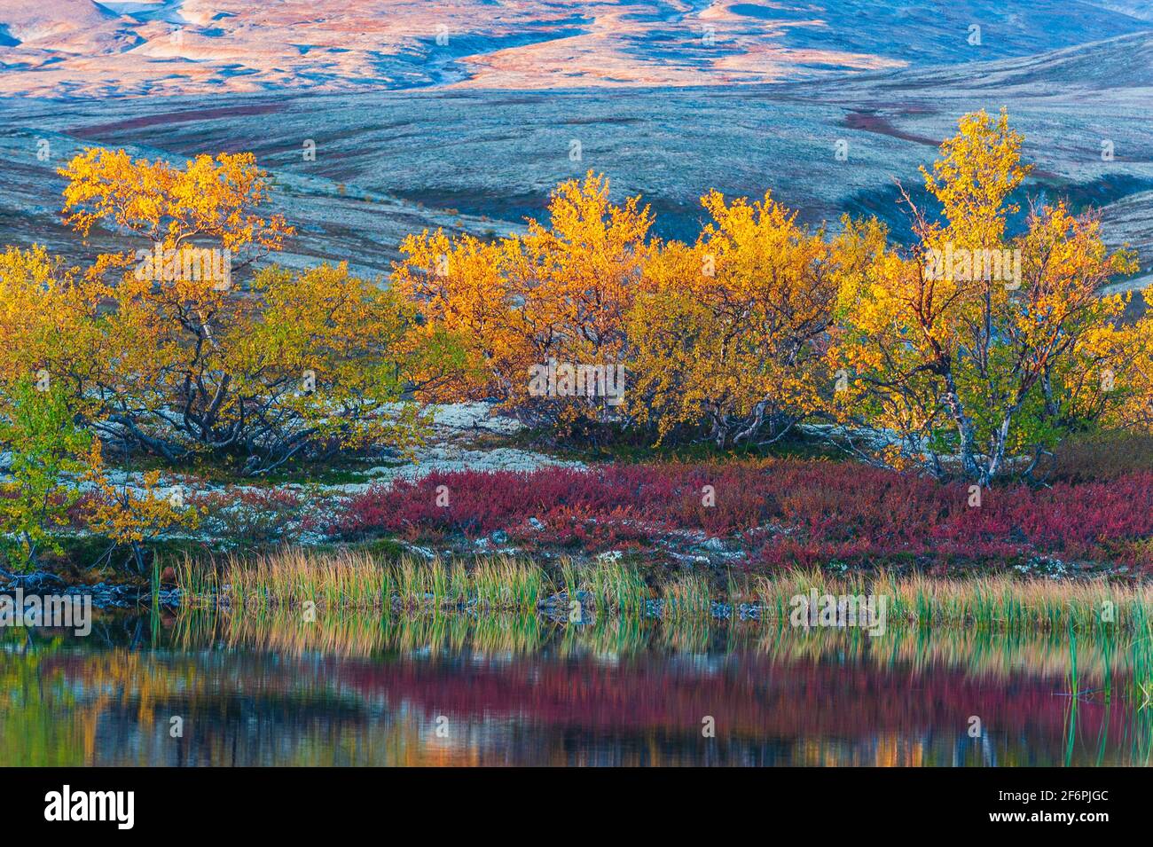 Trees with autumn colors, Norway Stock Photo - Alamy