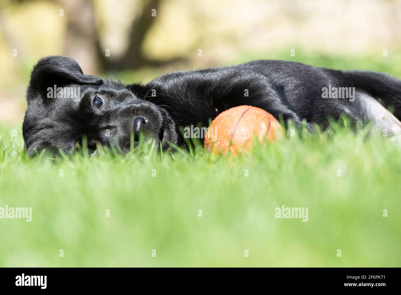 Eight Week Old Black Labrador Puppy Playing In a Garden Stock Photo - Alamy