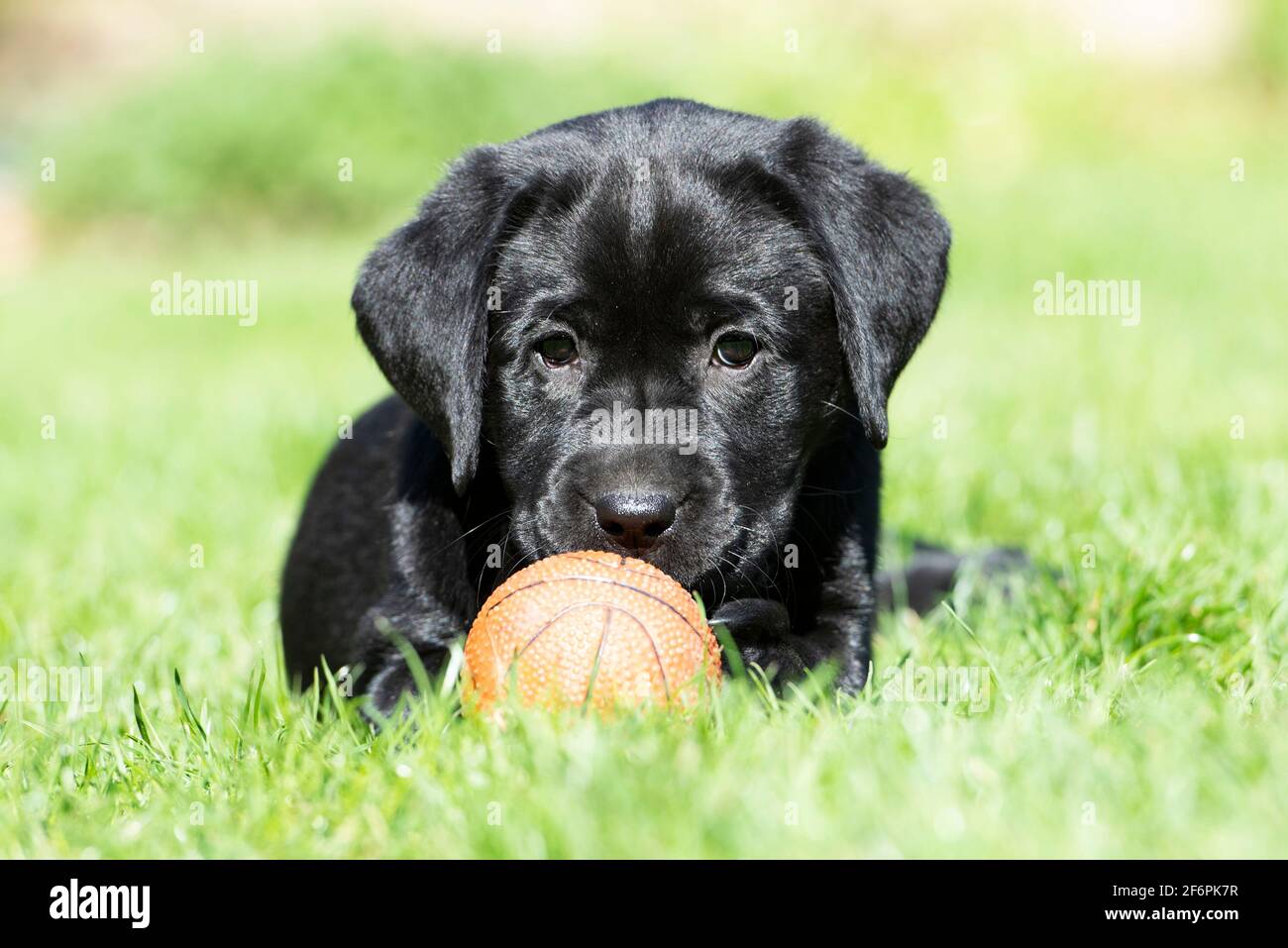 Black labrador puppy playing with ball hi-res stock photography and ...
