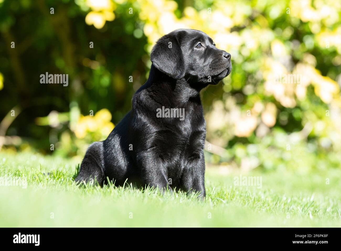 Eight Week Old Black Labrador Puppy Playing In a Garden Stock Photo - Alamy