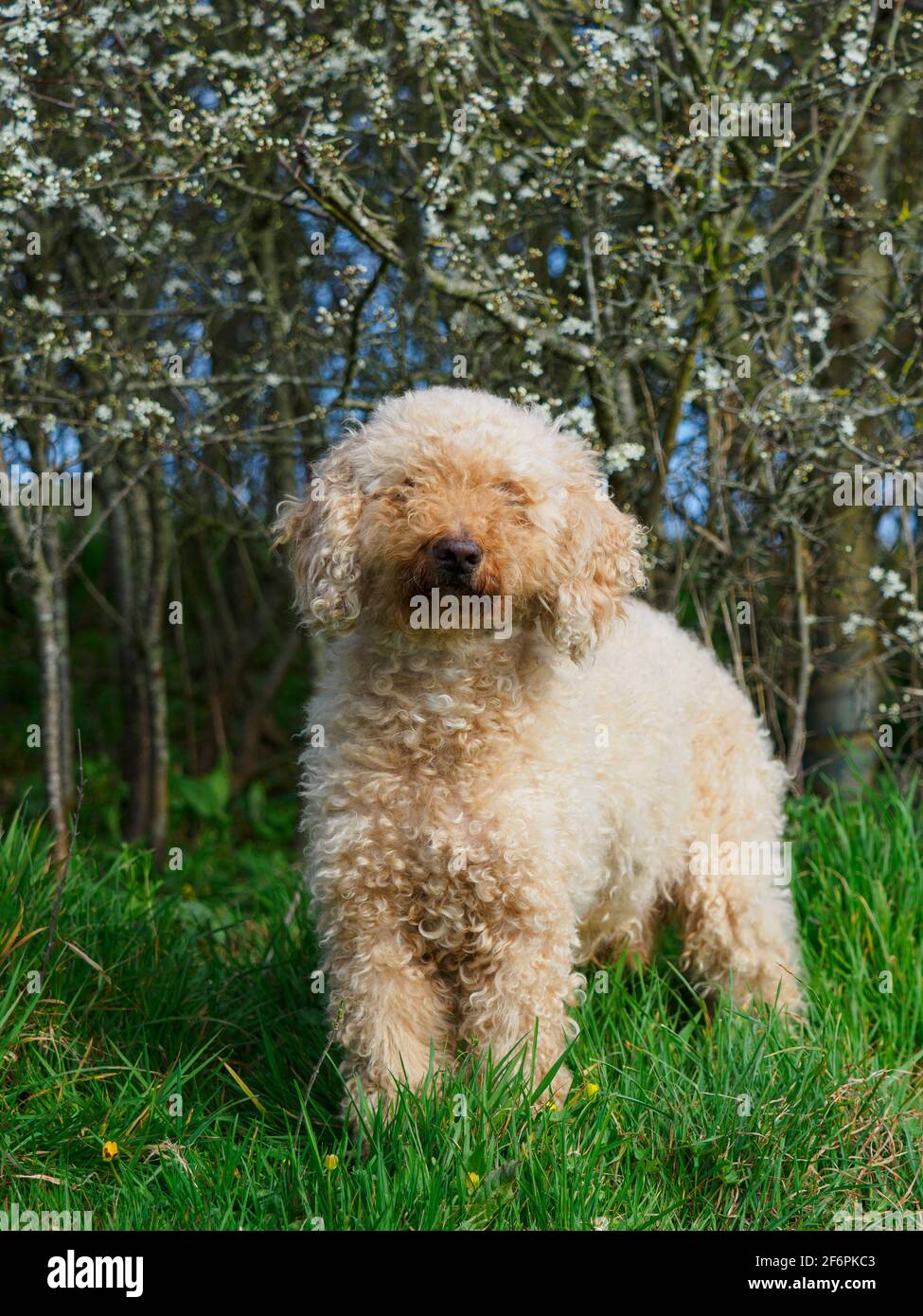 Standing lagotto romagnolo hi-res stock photography and images - Alamy