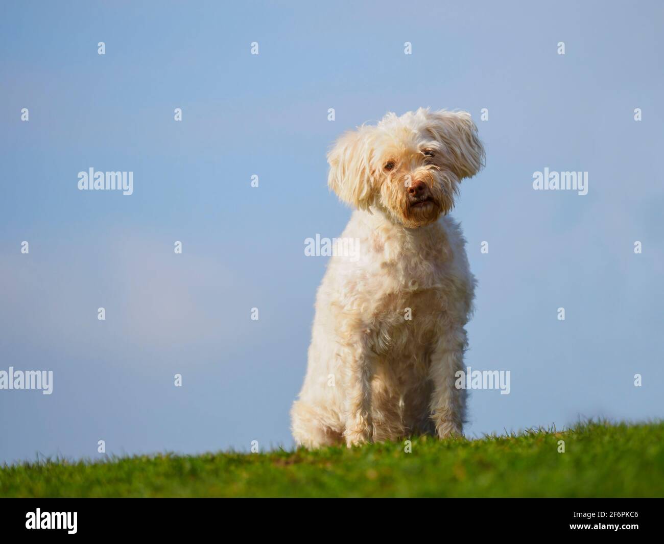 Small scruffy white dog on hi-res stock photography and images - Alamy