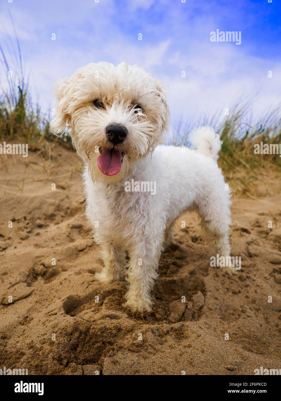 Happy scruffy dog hi-res stock photography and images - Alamy