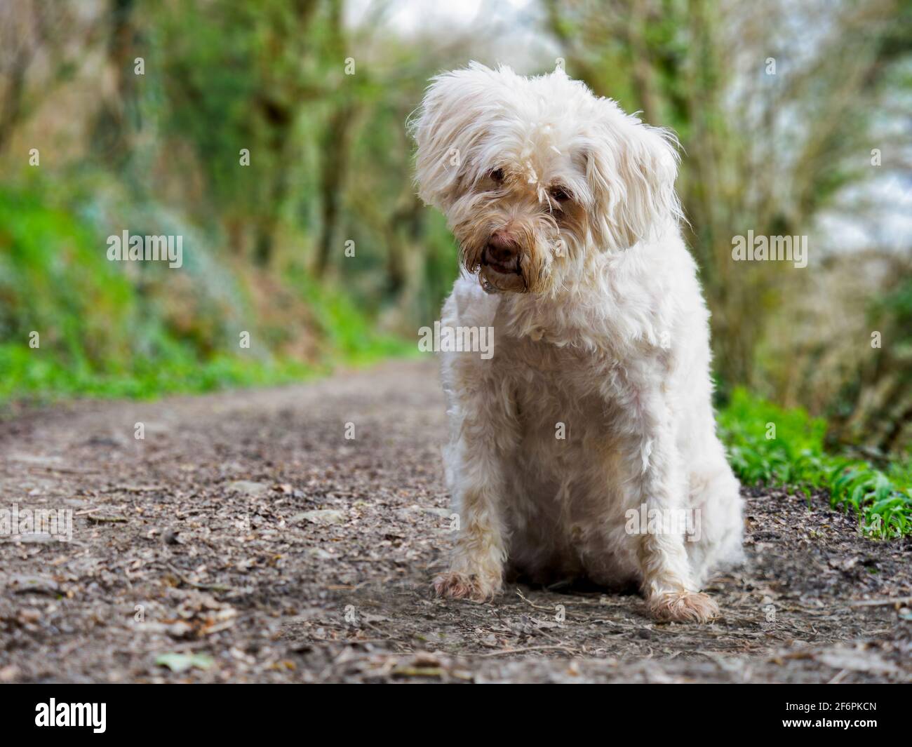 Small Scruffy White Dog On High Resolution Stock Photography and Images ...