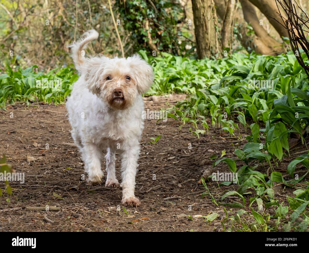 Small Scruffy White Dog On High Resolution Stock Photography and Images ...