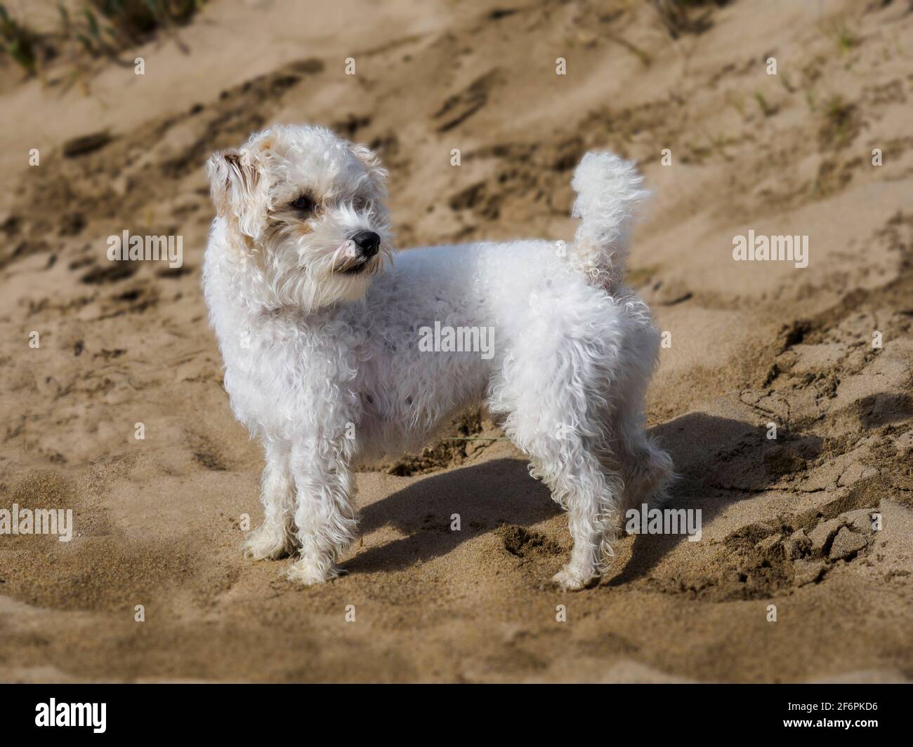 Small scruffy white dog on hi-res stock photography and images - Alamy