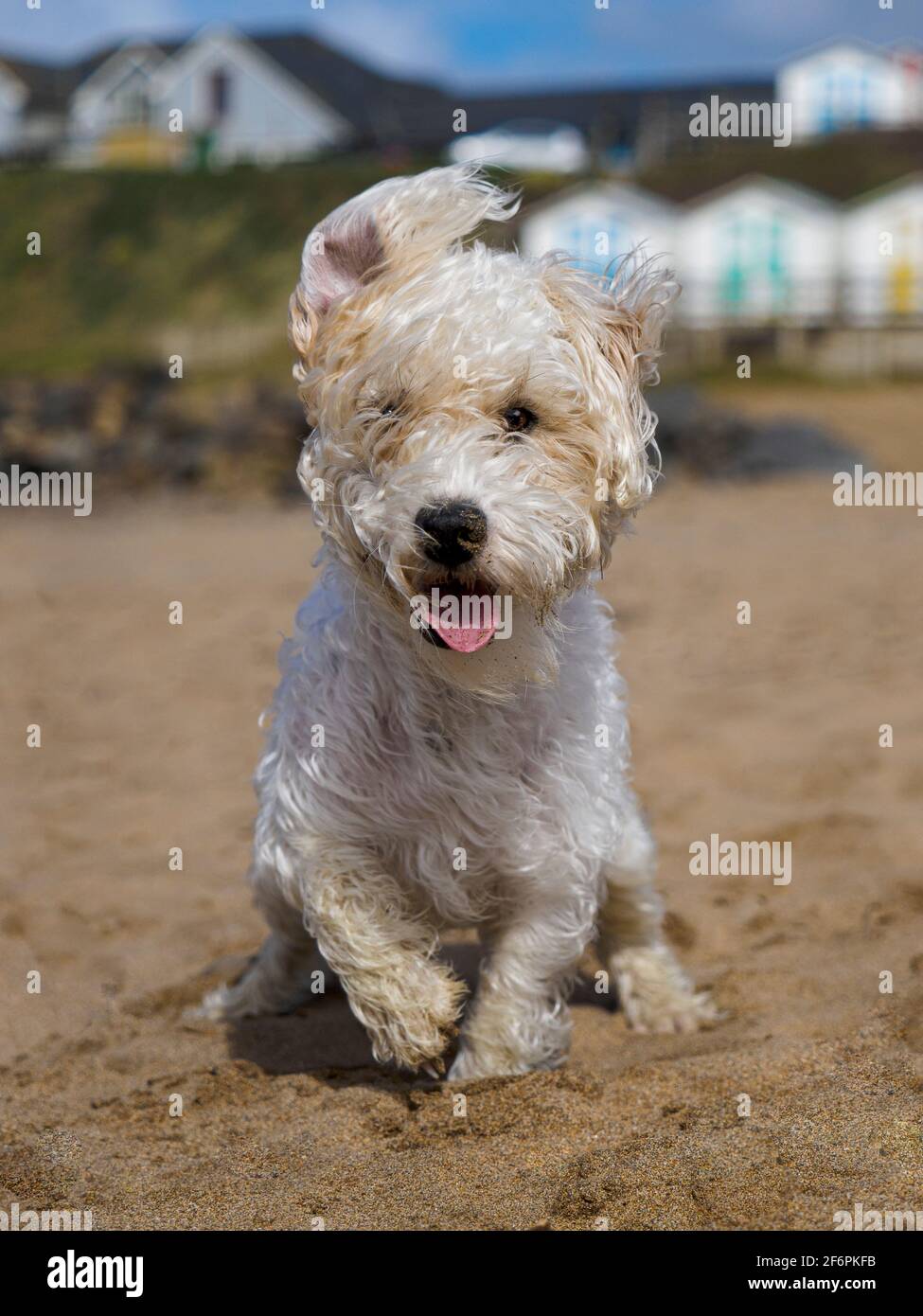 Little white sandy beach hi-res stock photography and images - Alamy