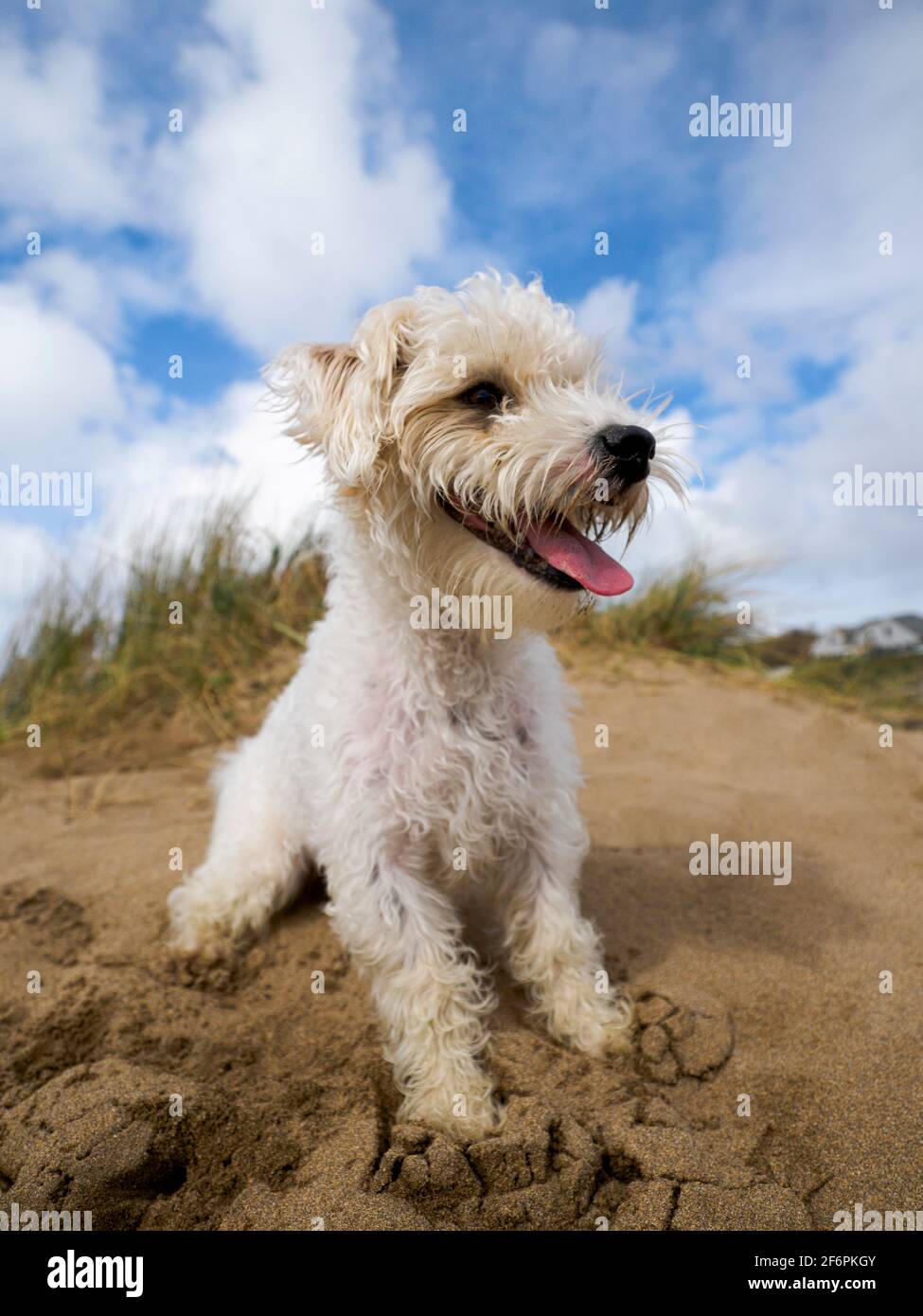 Happy Scruffy Dog High Resolution Stock Photography and Images - Alamy