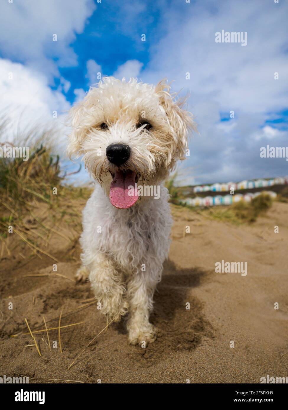 Happy Scruffy Dog High Resolution Stock Photography and Images - Alamy