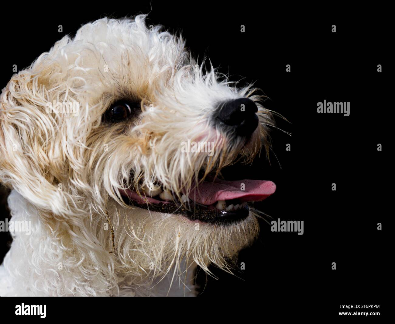 Happy scruffy dog hi-res stock photography and images - Alamy