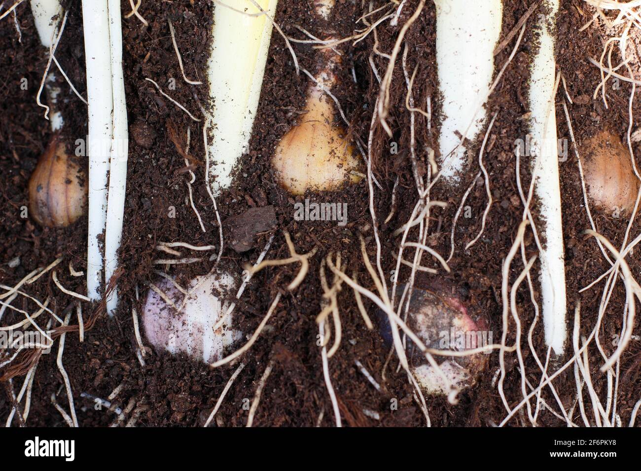 Bulb lasagne. Cross section to illustrate layering spring bulbs for a ...