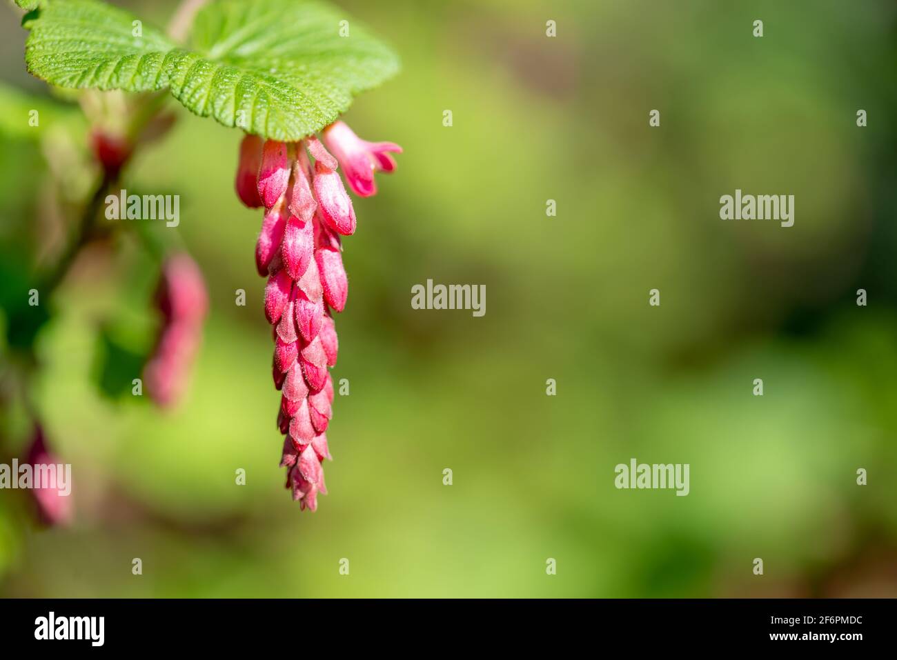 Poole dorset flowers hi-res stock photography and images - Alamy