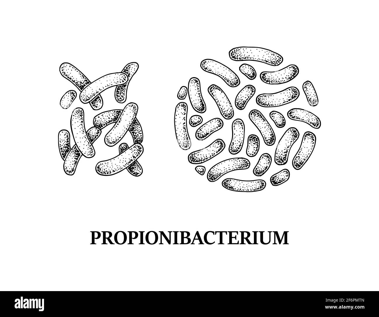 Good bacteria Black and White Stock Photos & Images - Alamy