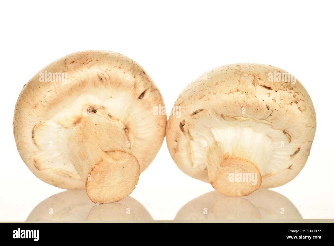 Two organic fresh appetizing champignon mushrooms on a white background ...