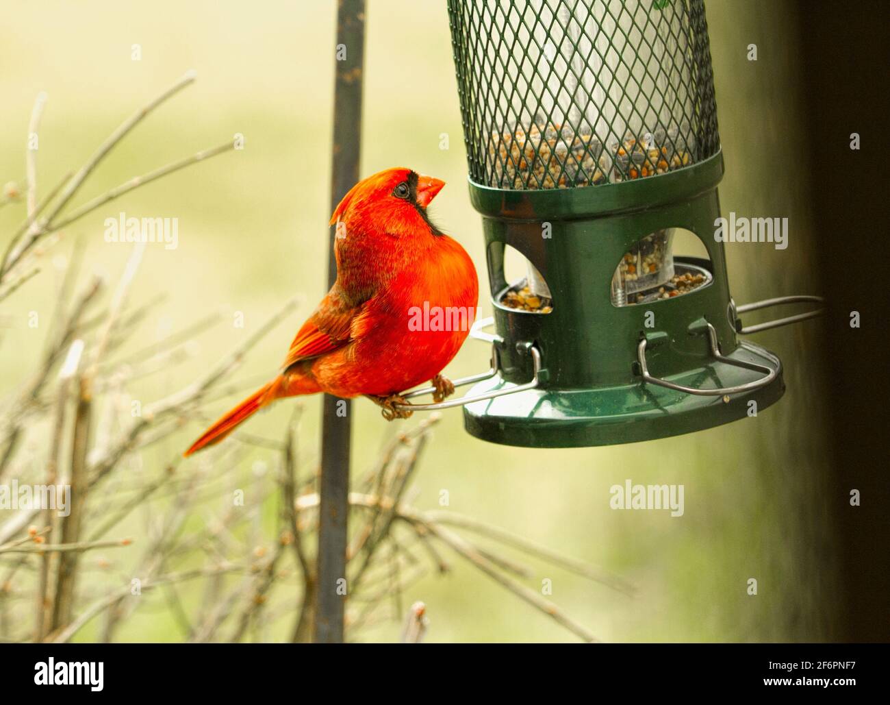 Majestic red cardinal closeups by bird feeder being watchful of his ...
