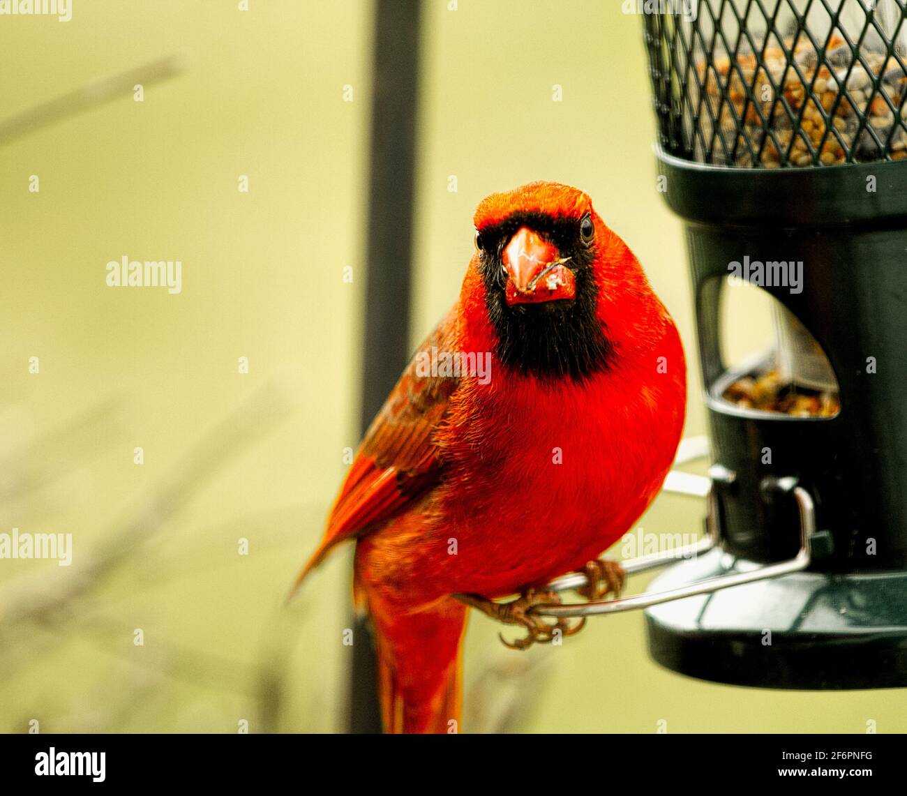 Majestic red cardinal closeups by bird feeder being watchful of his ...