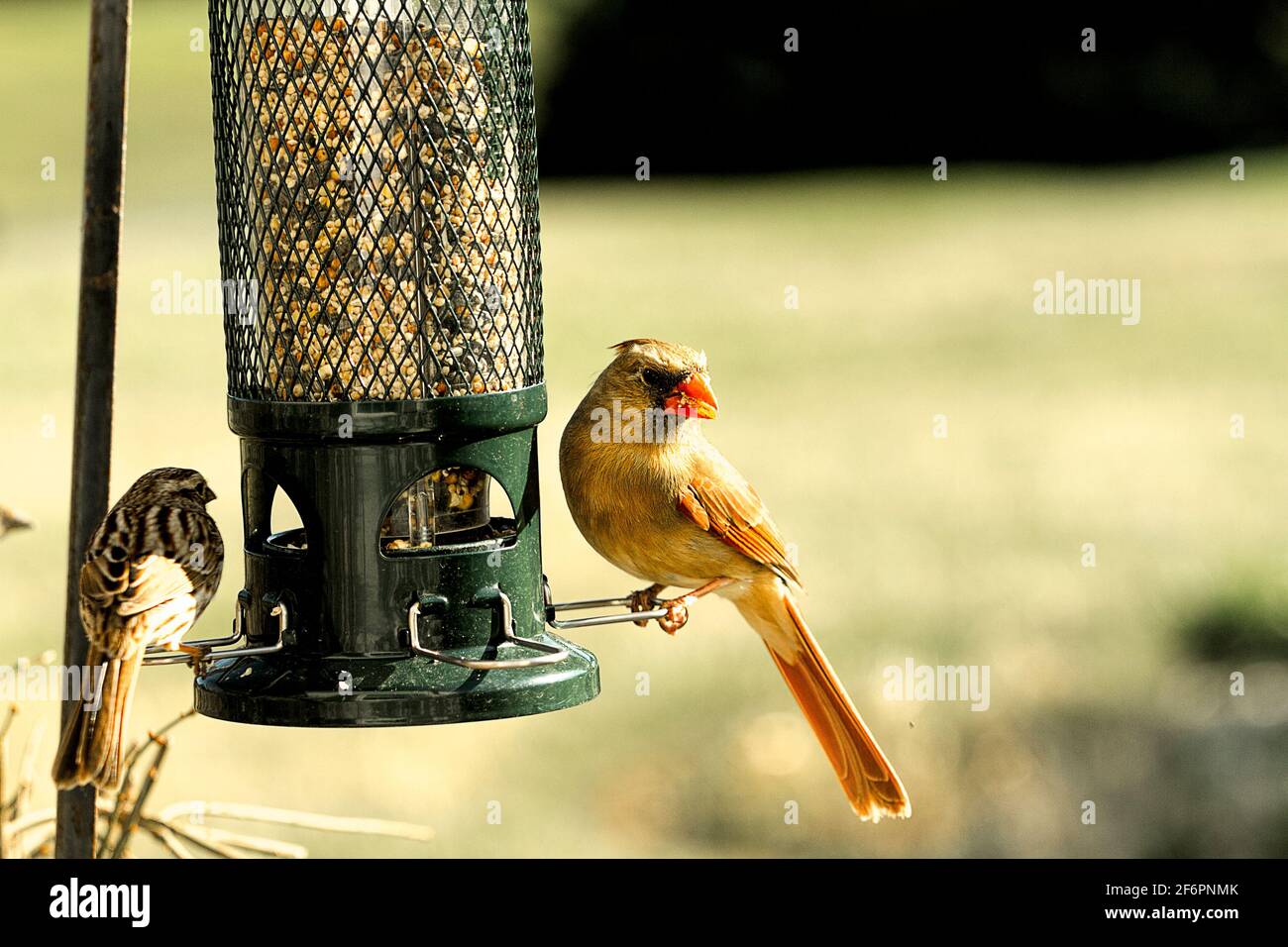 Female northern hi-res stock photography and images - Alamy