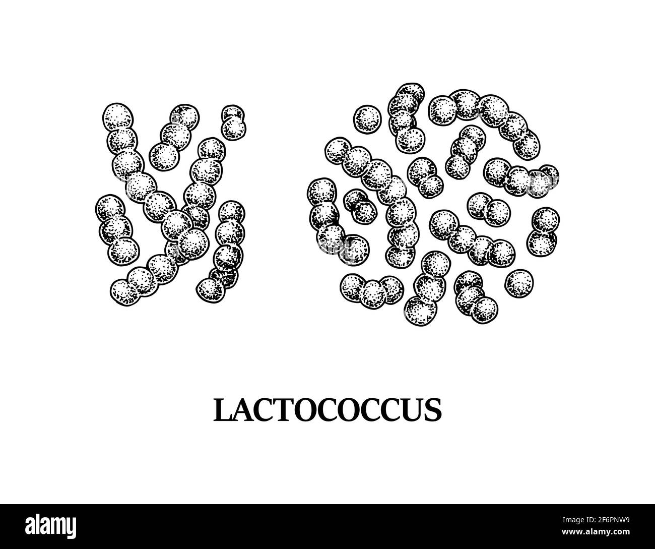 Bacteria cell drawing hi-res stock photography and images - Alamy