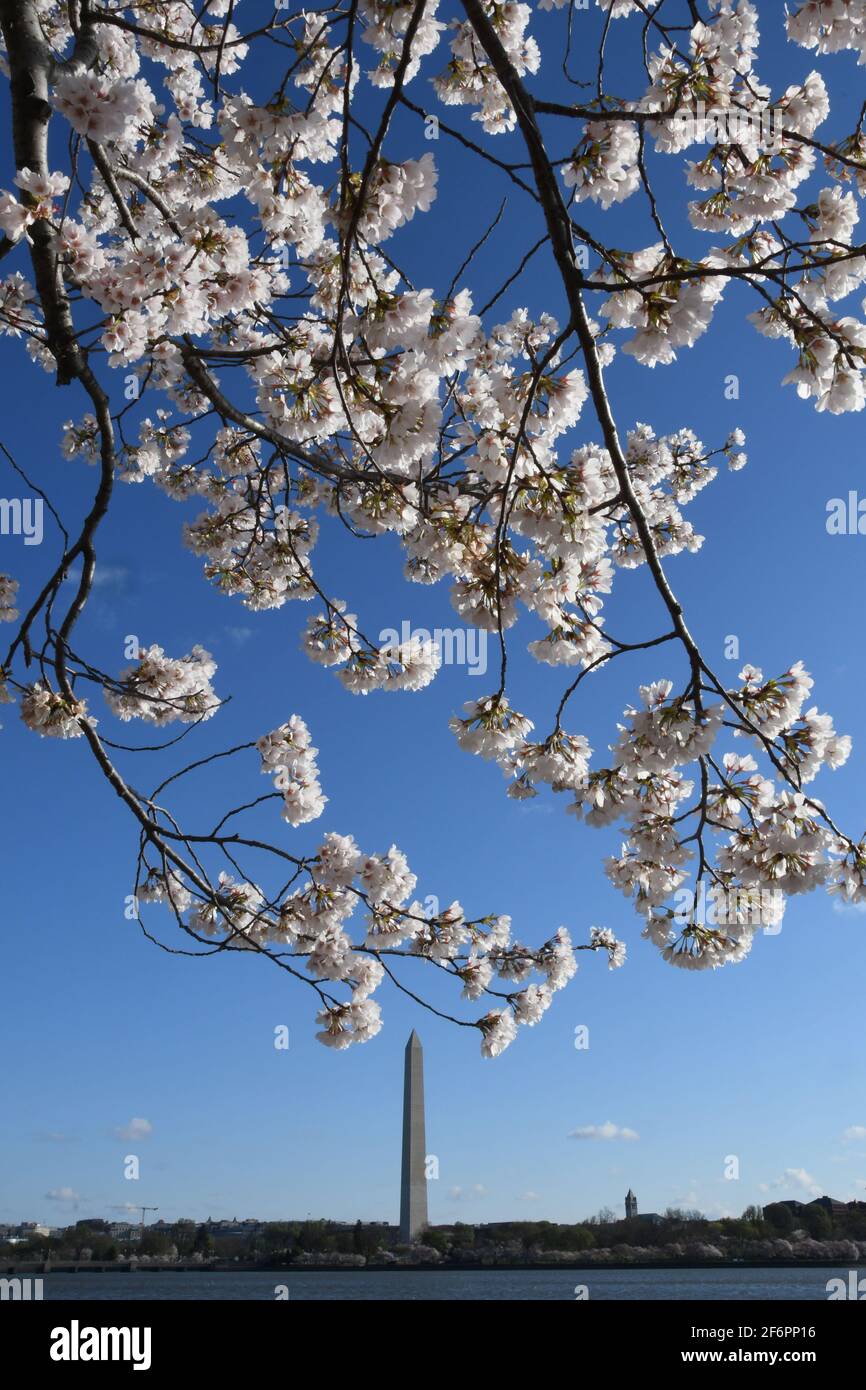 April 2, 2021, Washington DC, USA: The Washington Monument is framed by ...