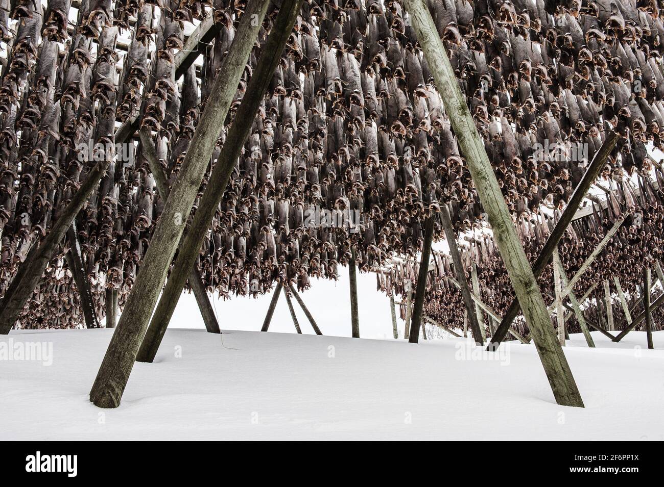 Traditional stockfish hanging in vertical pattern on drying rack ...