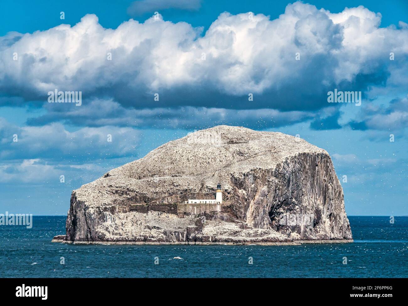 View of Bass Rock volcanic plug island in sunshine with mass of gannets ...