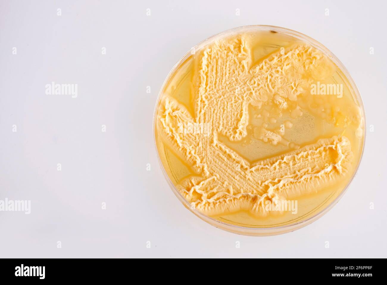 Yeast microscope hi-res stock photography and images - Alamy