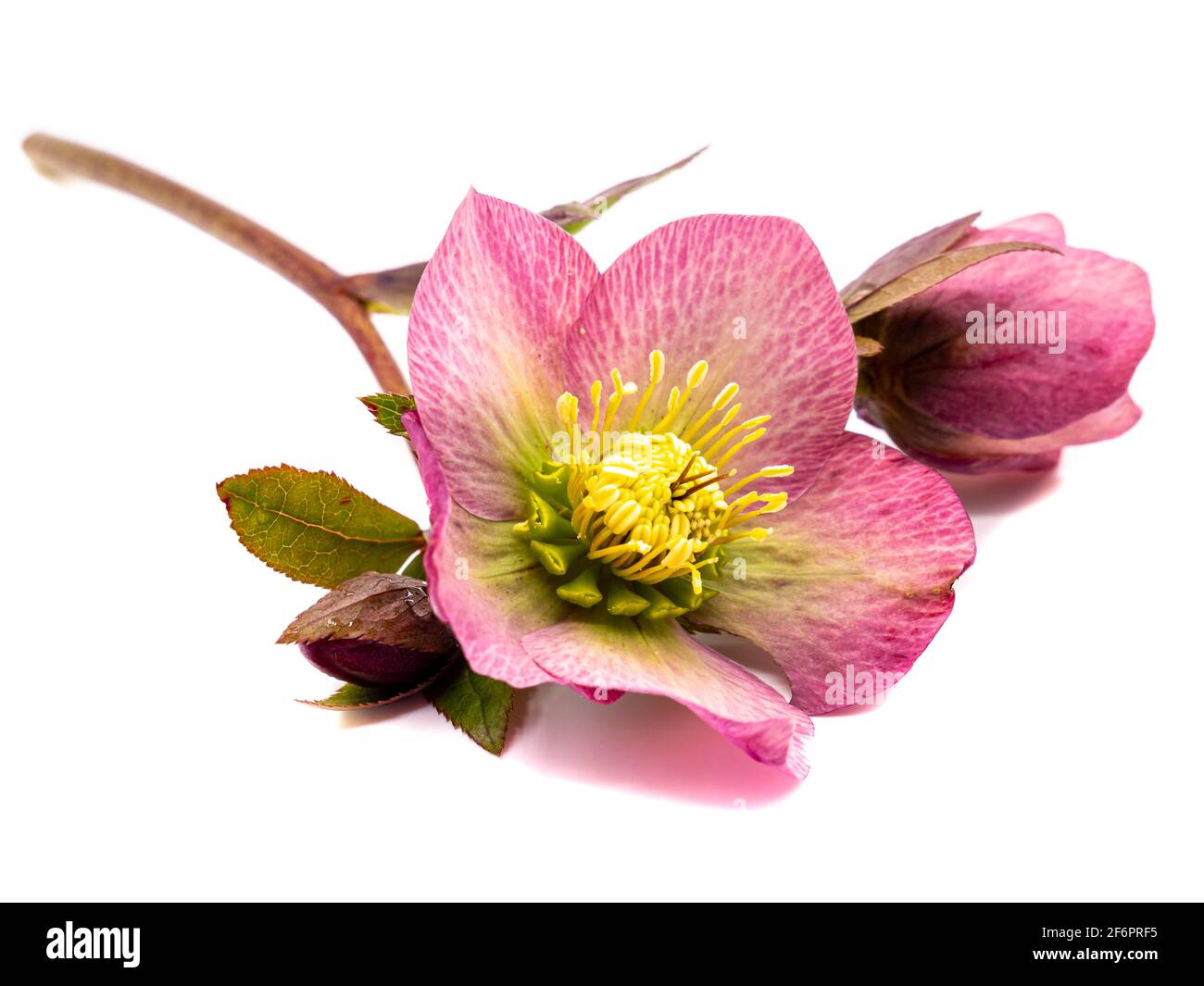 pink snow rose isolated on white background Stock Photo - Alamy