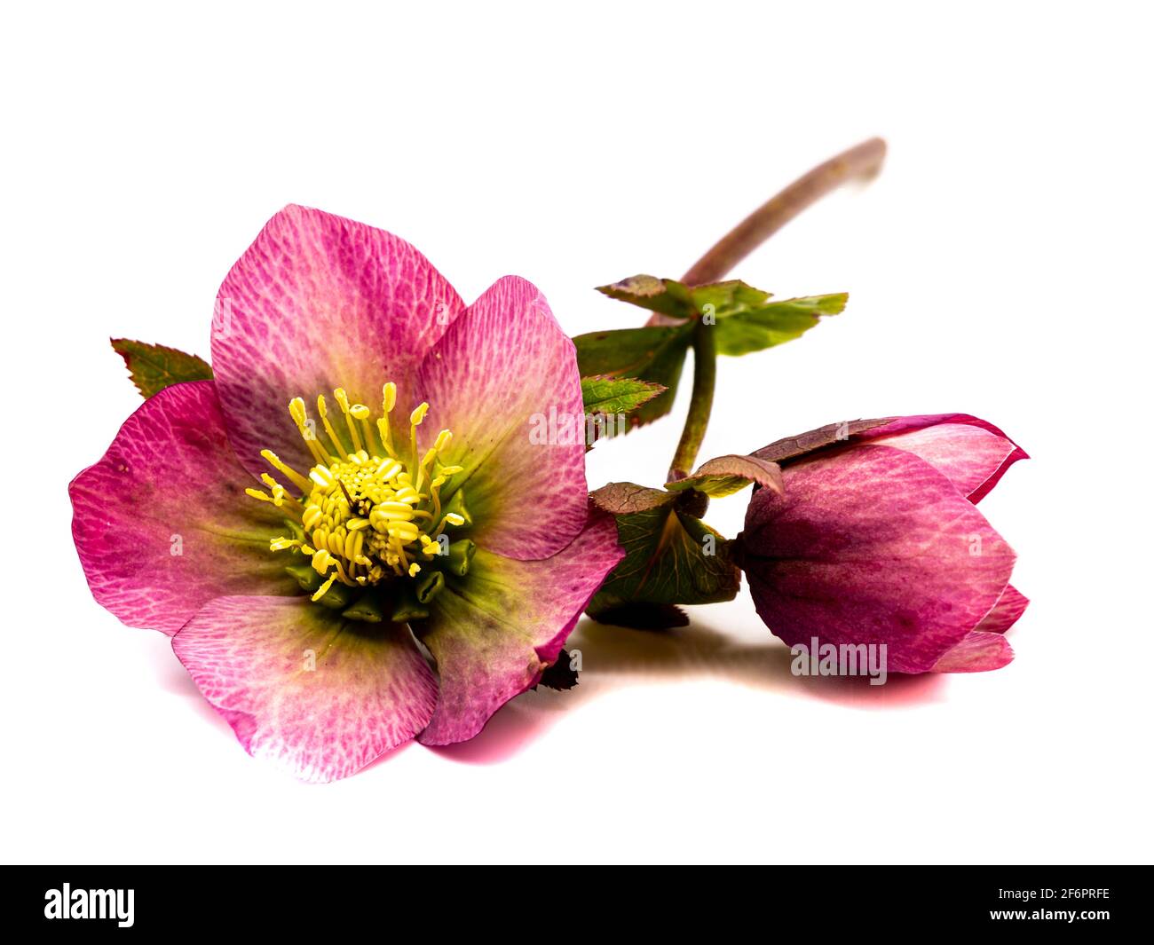 Christmas rose isolated on white background Stock Photo - Alamy