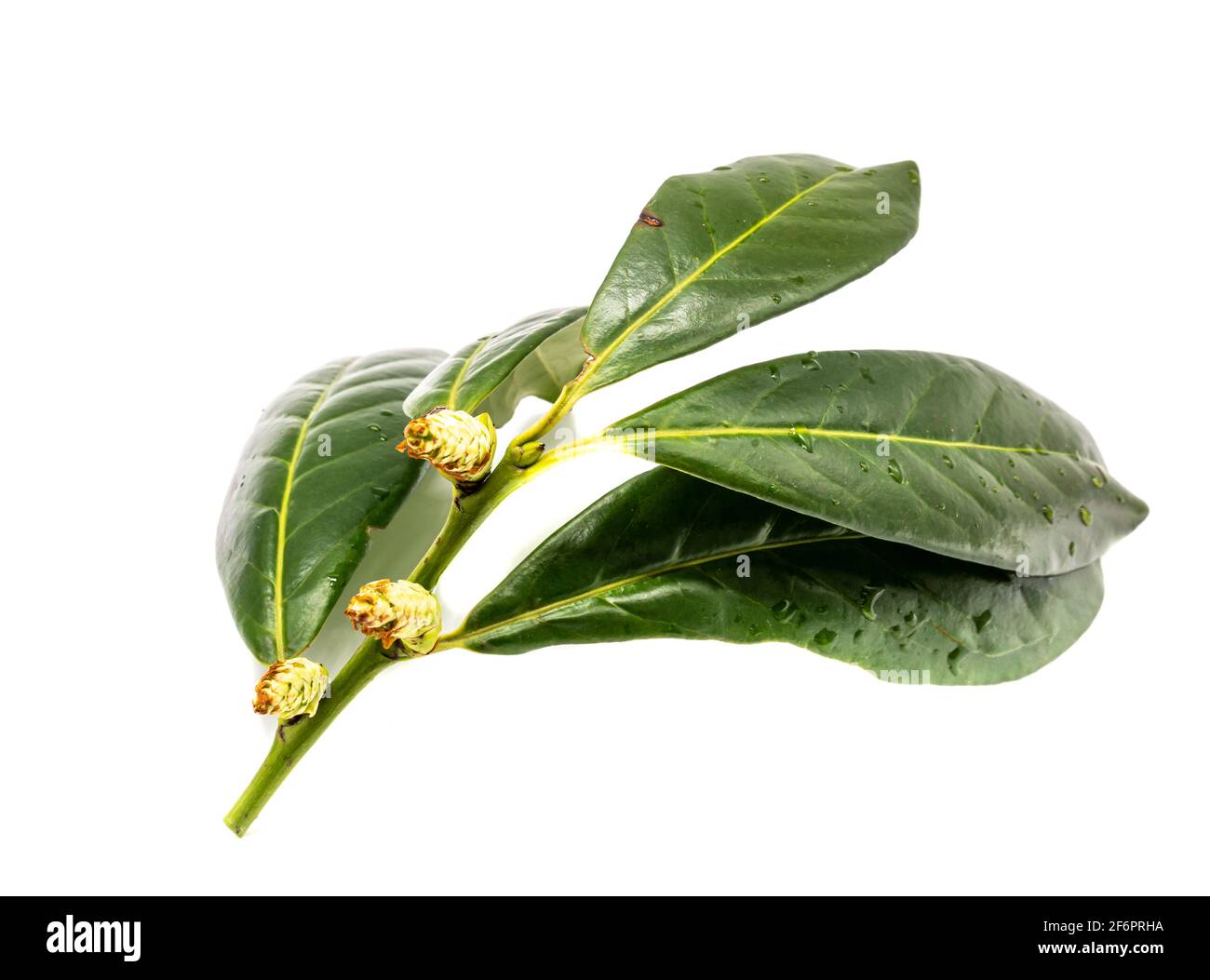 Prunus laurocerasus hedge Cut Out Stock Images & Pictures - Alamy