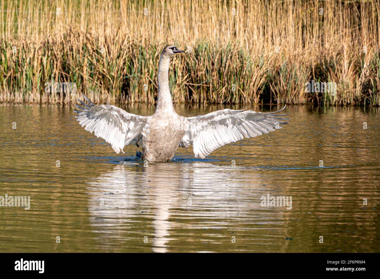 Cygnet behavior hi-res stock photography and images - Alamy