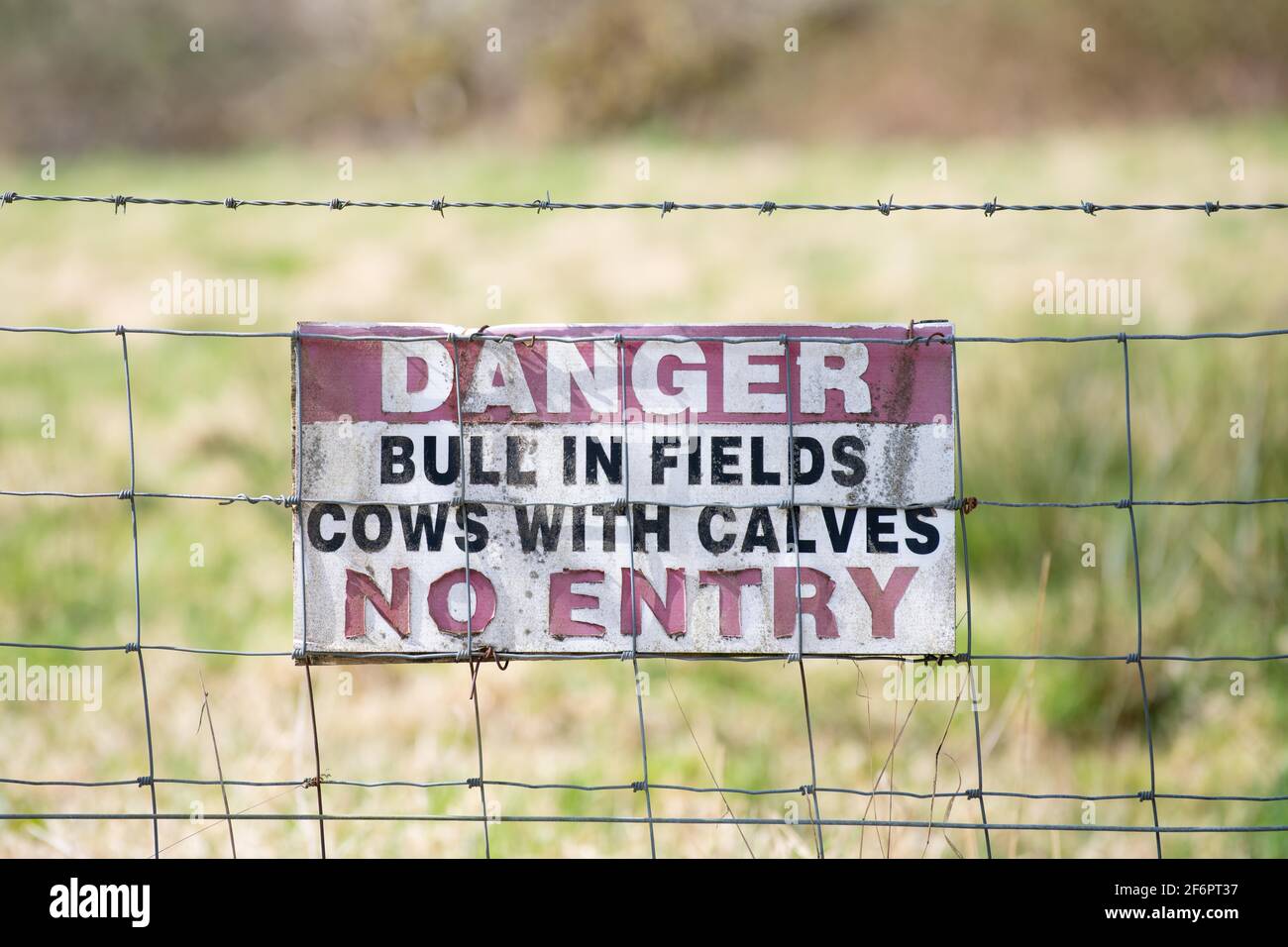 Danger cows with calves no entry sign hi-res stock photography and ...