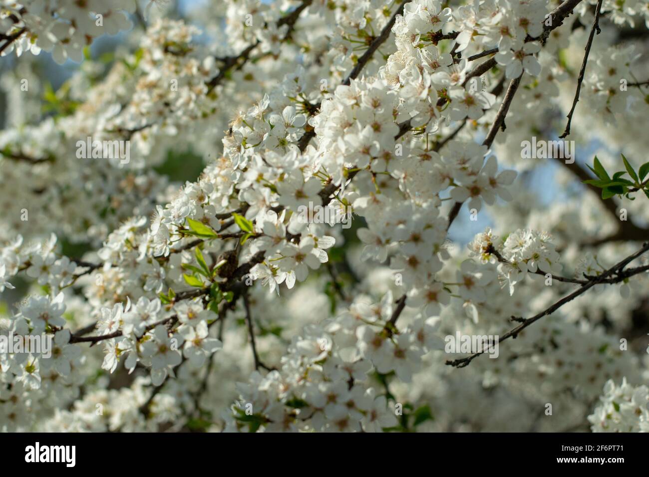 Blossom tree over nature background. Spring flowers. Spring Background ...