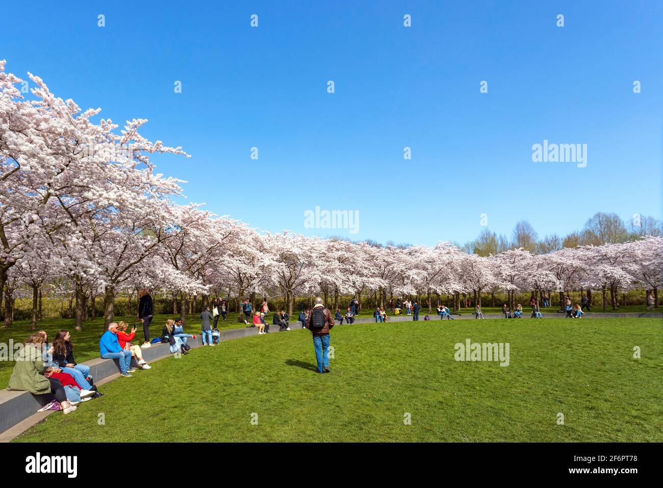 Cherry blossom trees ( Prunus × yedoensis ) in full bloom, Bloesempark ...