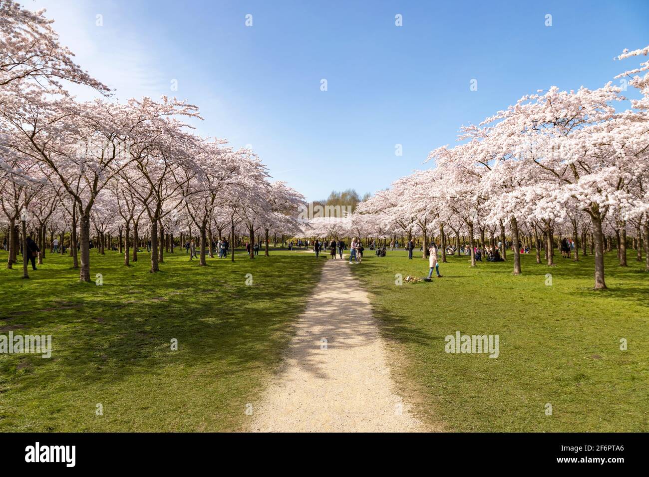 Cherry blossom trees ( Prunus × yedoensis ) in full bloom, Bloesempark ...
