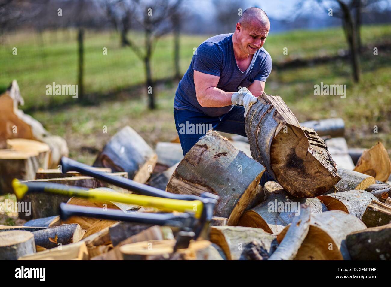 Strong man moving big cut beech logs Stock Photo - Alamy