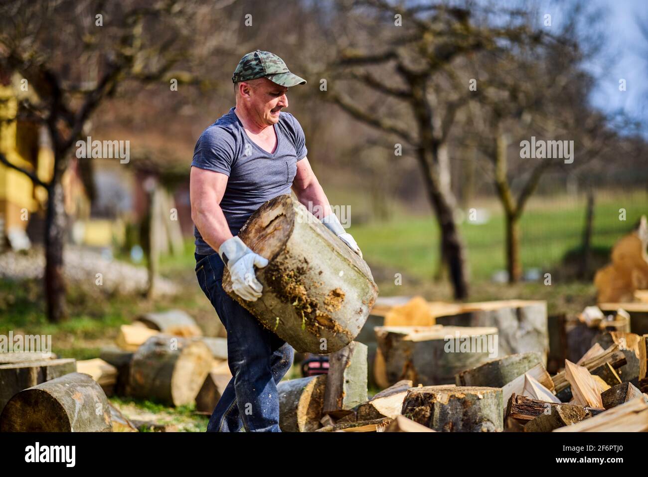 Strong man moving big cut beech logs Stock Photo - Alamy