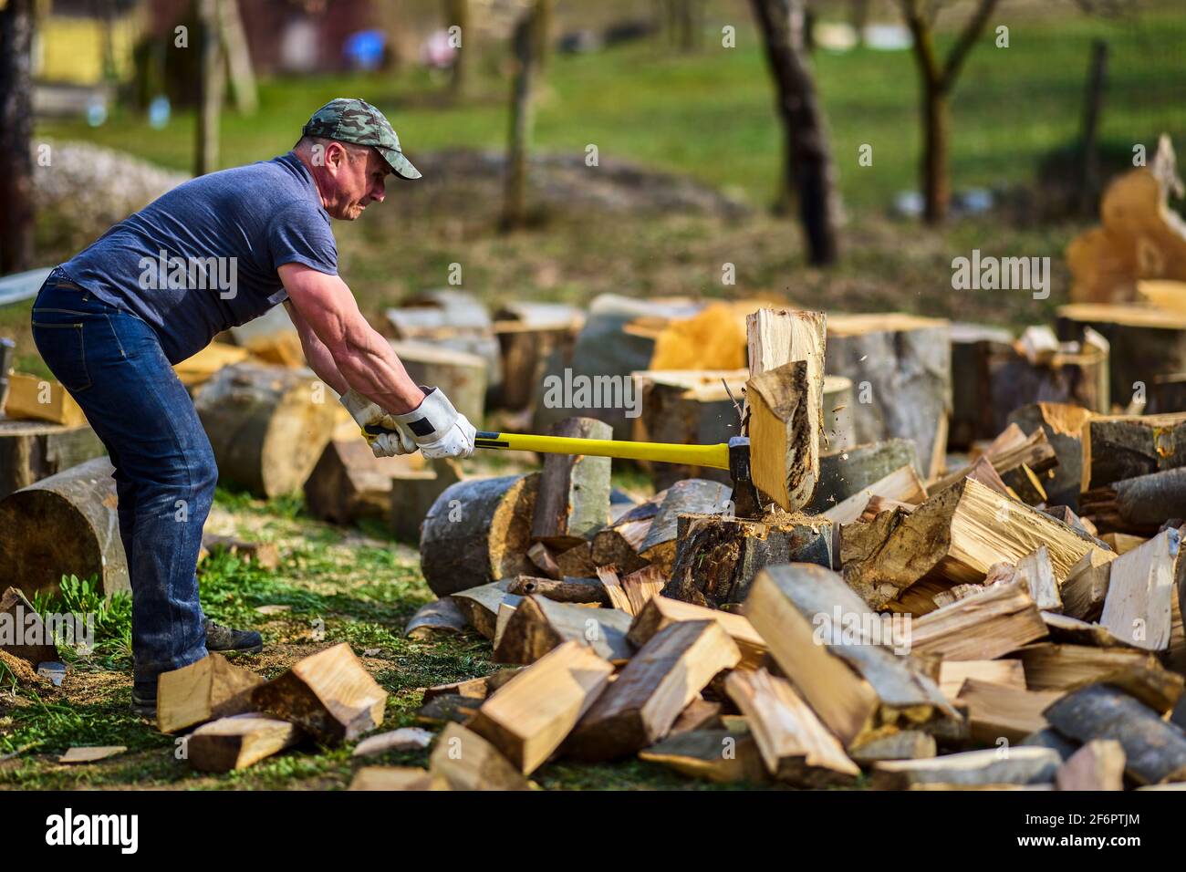 strong man splitting beech logs with an ax Stock Photo - Alamy