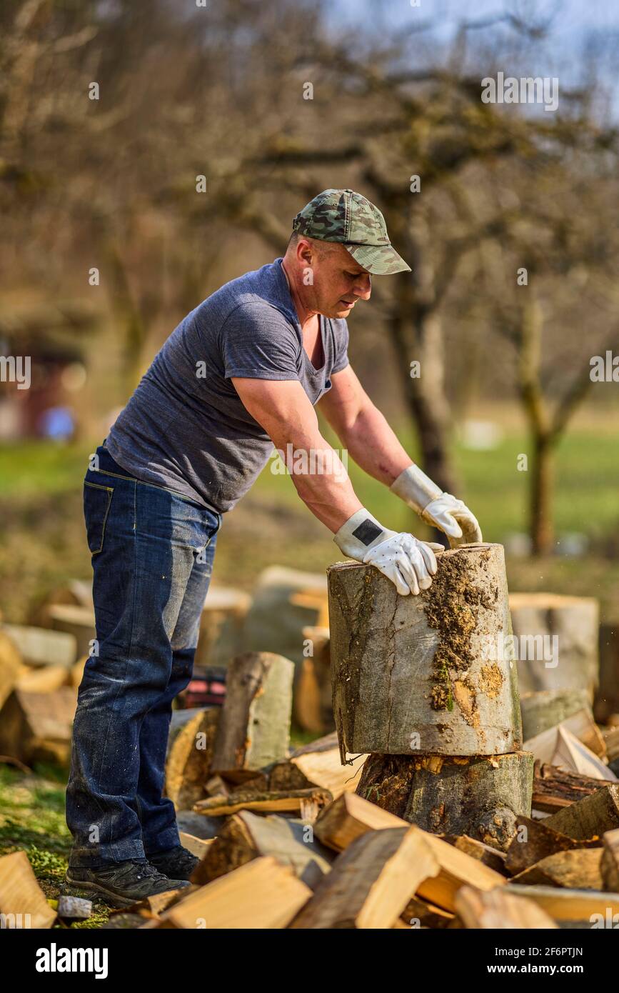 Strong man moving big cut beech logs Stock Photo - Alamy