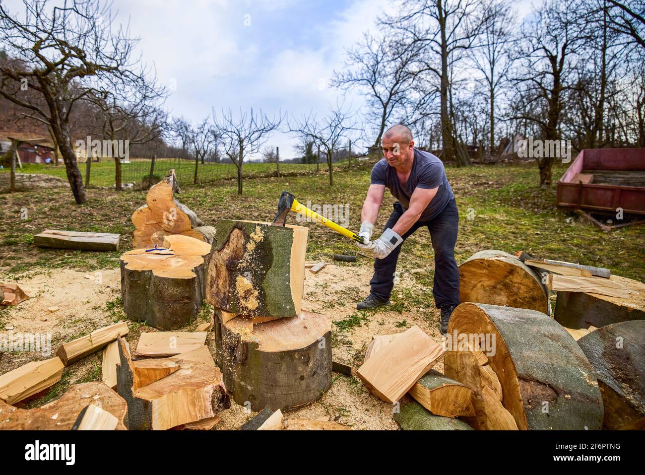 strong man splitting beech logs with an ax Stock Photo - Alamy
