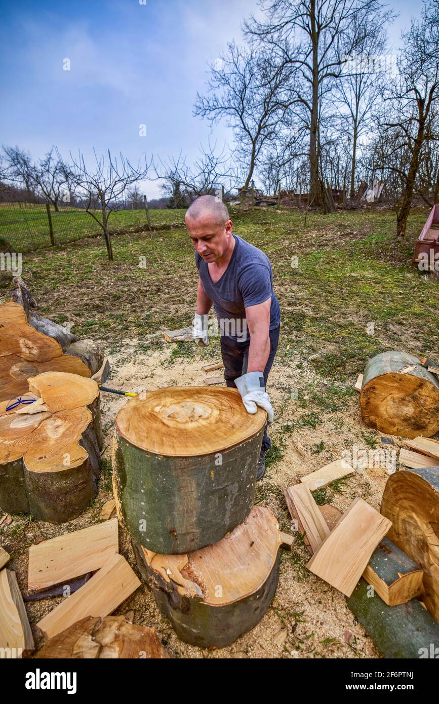 Strong man moving big cut beech logs Stock Photo - Alamy