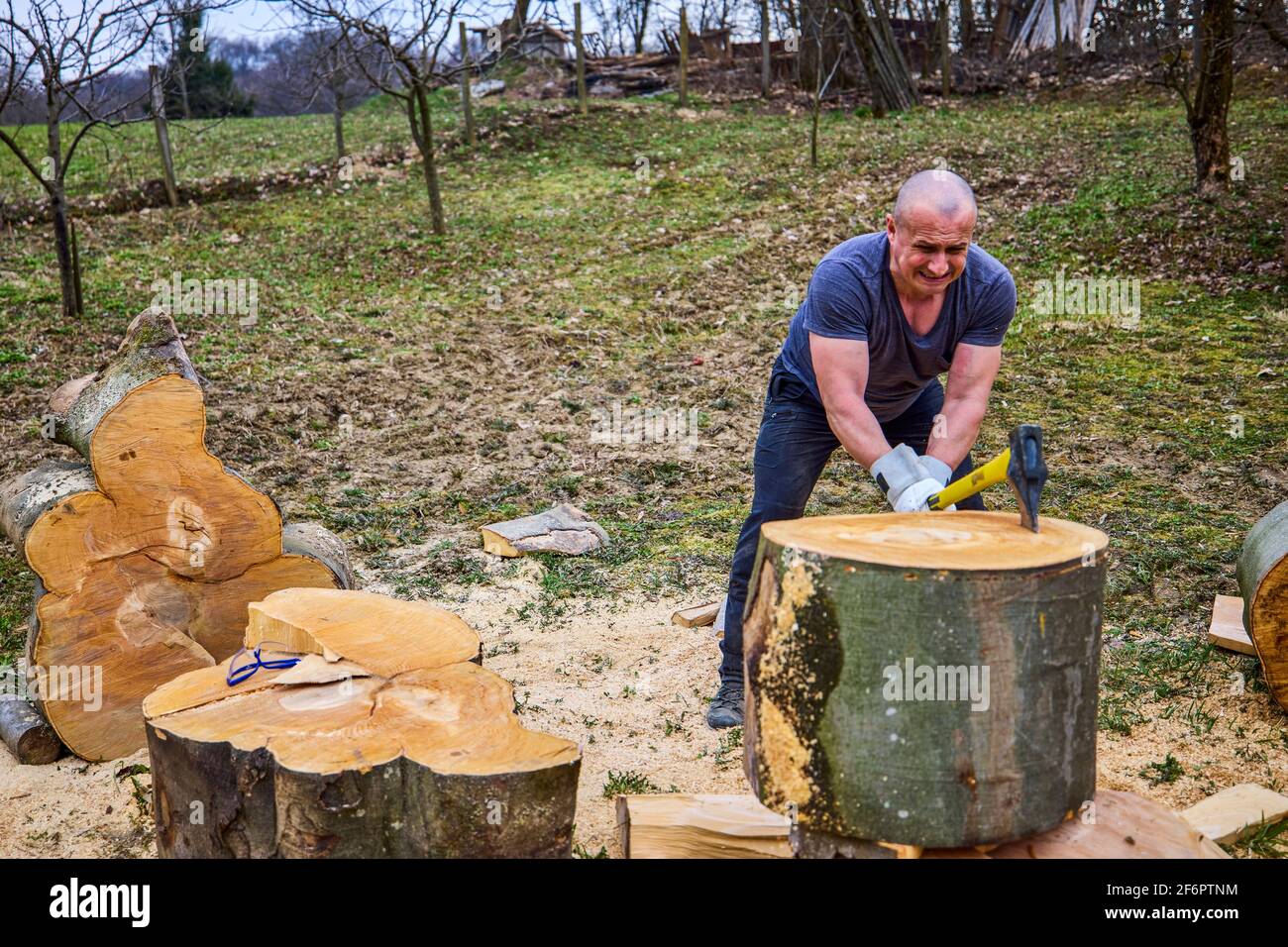 strong man splitting beech logs with an ax Stock Photo - Alamy